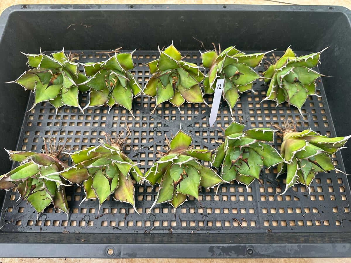 Yahoo!オークション - 【FJ Agave】W12-2アガベ 黒帝斯 ハディース 極...