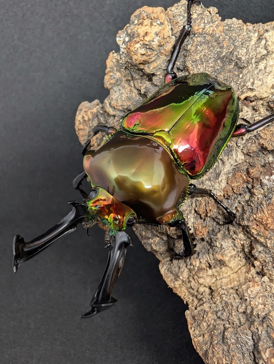 Yahoo!オークション - 極上の光沢 RTN 本家累代 レッドピカール 成虫...