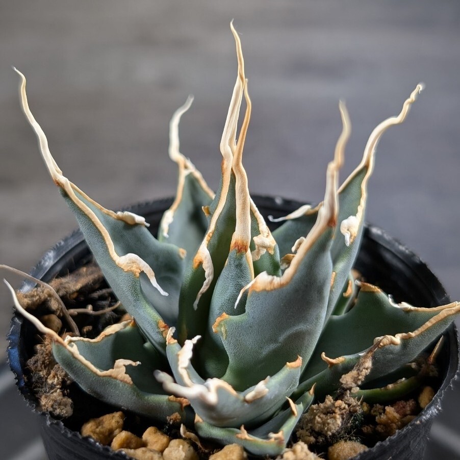 Yahoo!オークション - 現品A136 アガベ エボリスピナ実生 選抜 陽炎 ユ...