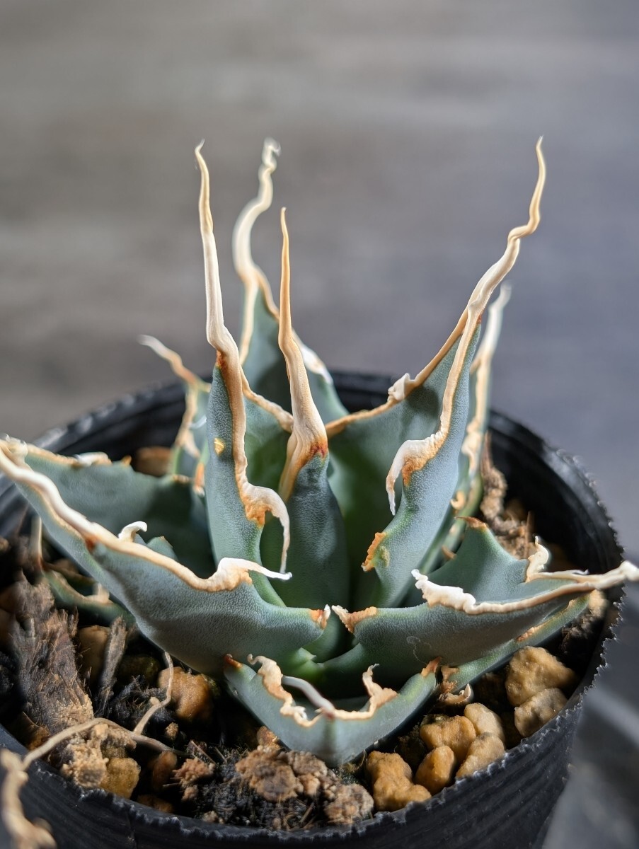 Yahoo!オークション - 現品A136 アガベ エボリスピナ実生 選抜 陽炎 ユ...