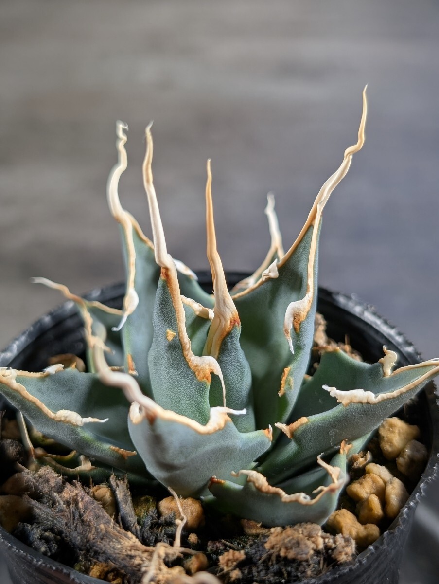 Yahoo!オークション - 現品A136 アガベ エボリスピナ実生 選抜 陽炎 ユ...