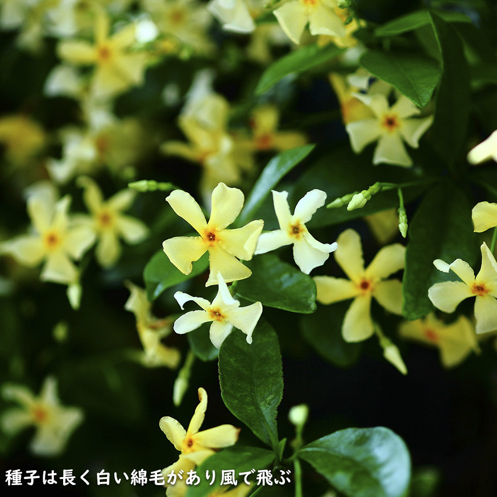 Yahoo!オークション - テイカカズラ 9.0cmポット 苗