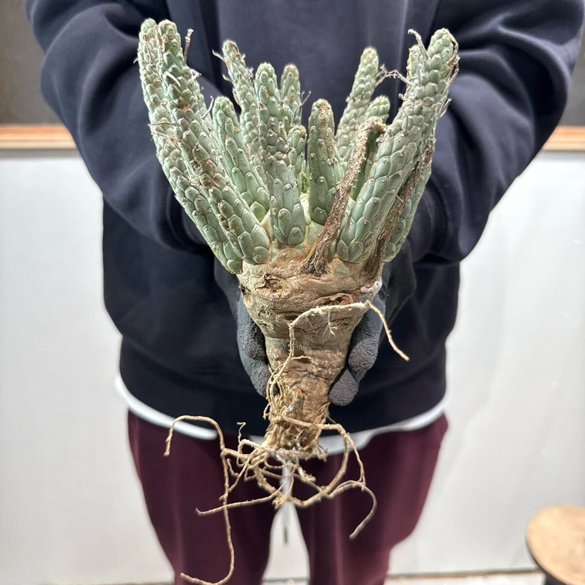 Yahoo!オークション - H59 Euphorbia hopetownensis ユーフォルビア ホ...