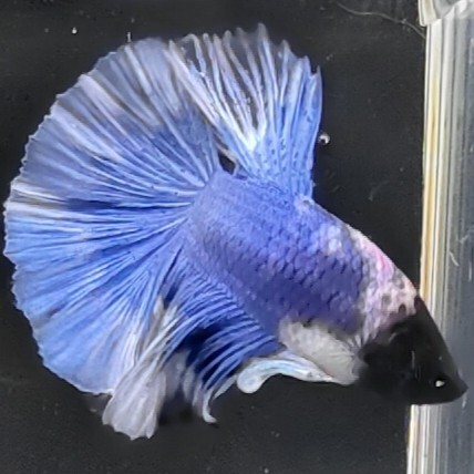 Yahoo!オークション - H022 ブルーマーブル ハーフムーン ホワイト...