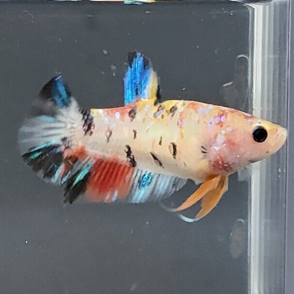 Yahoo!オークション - F65 即決【メス キャンディー プラカット ハ...