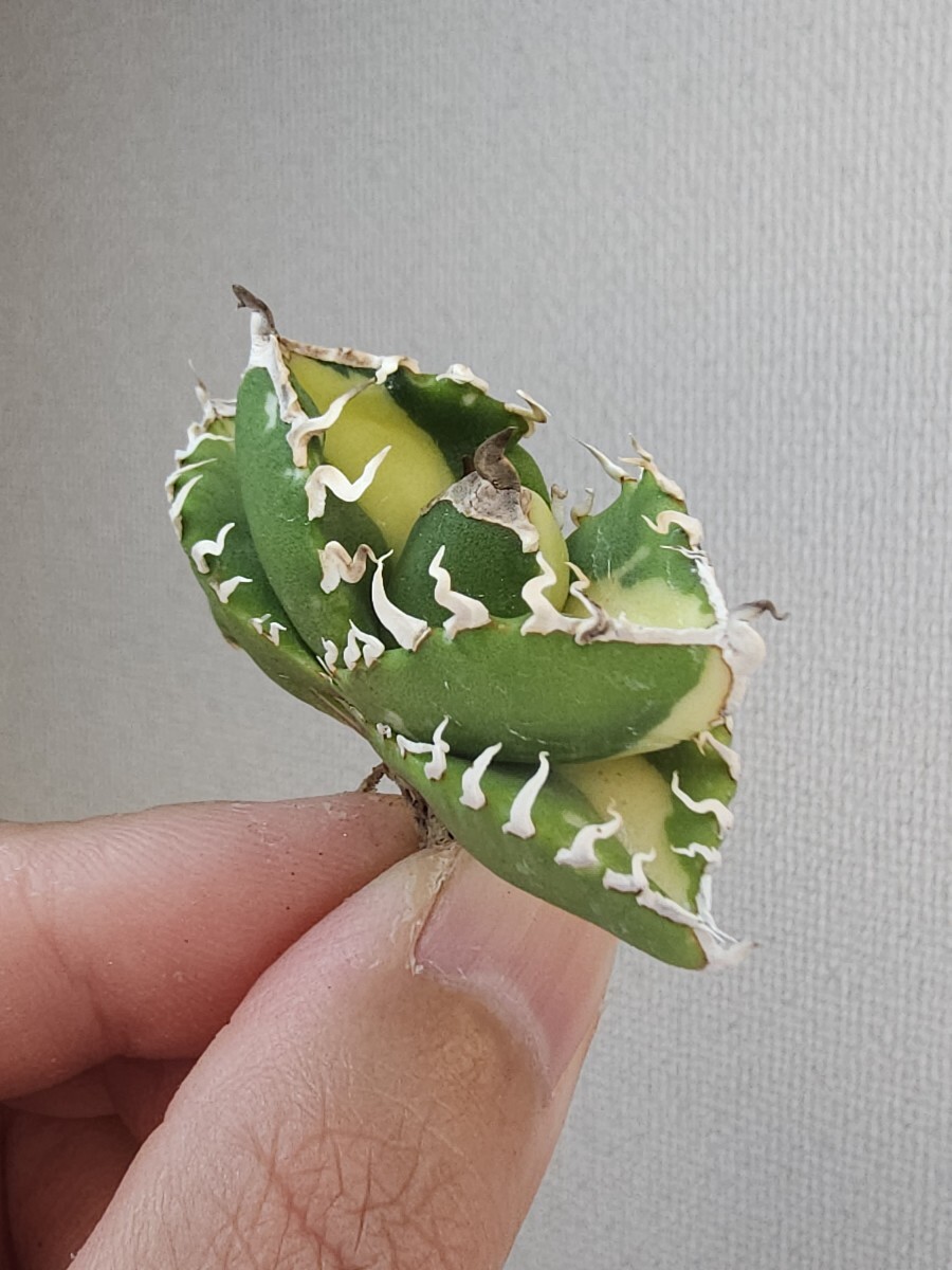 Yahoo!オークション - 42【IGS plants】アガベ チタノタ SAD 斑入り tc...