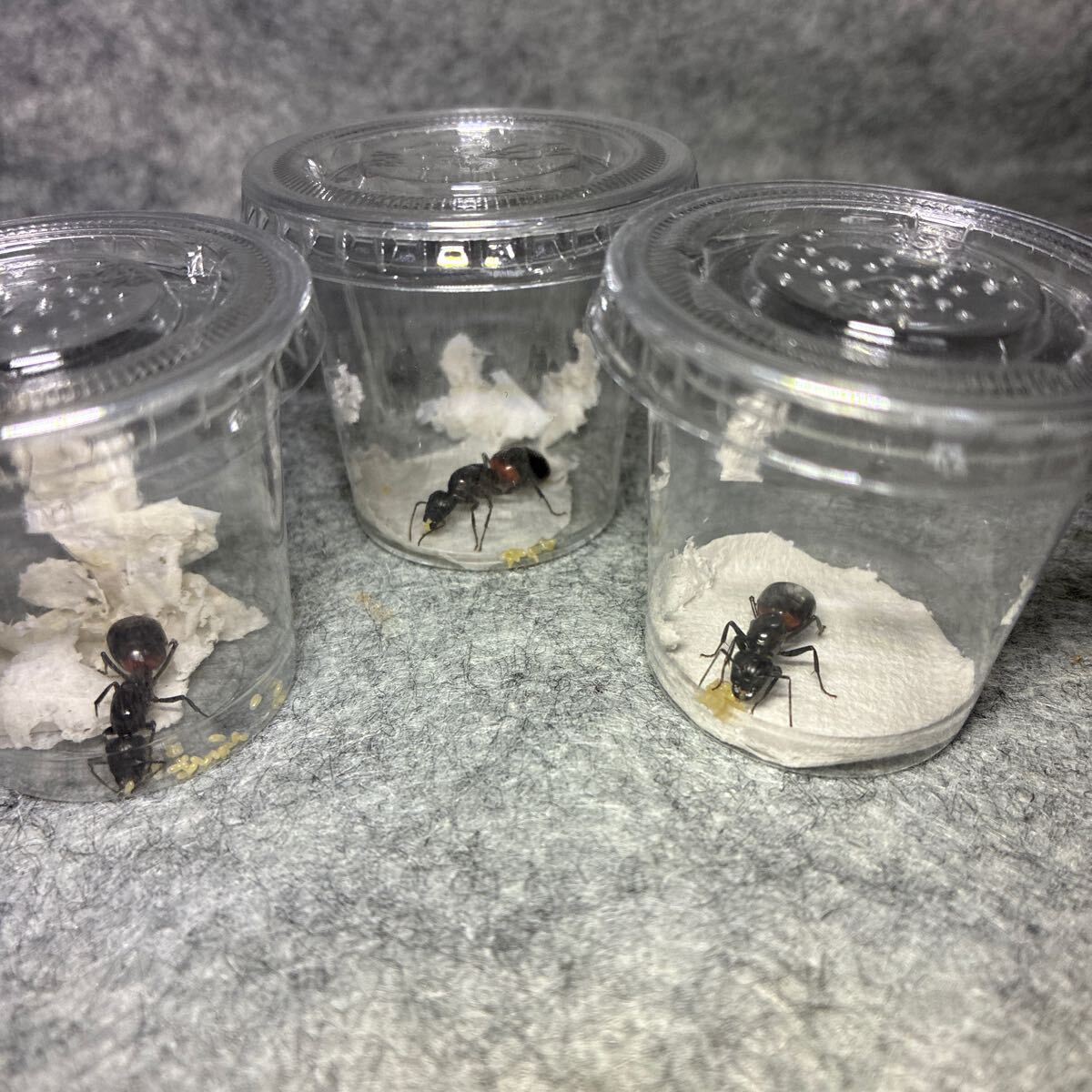 Yahoo!オークション - ムネアカオオアリ 新女王 3匹