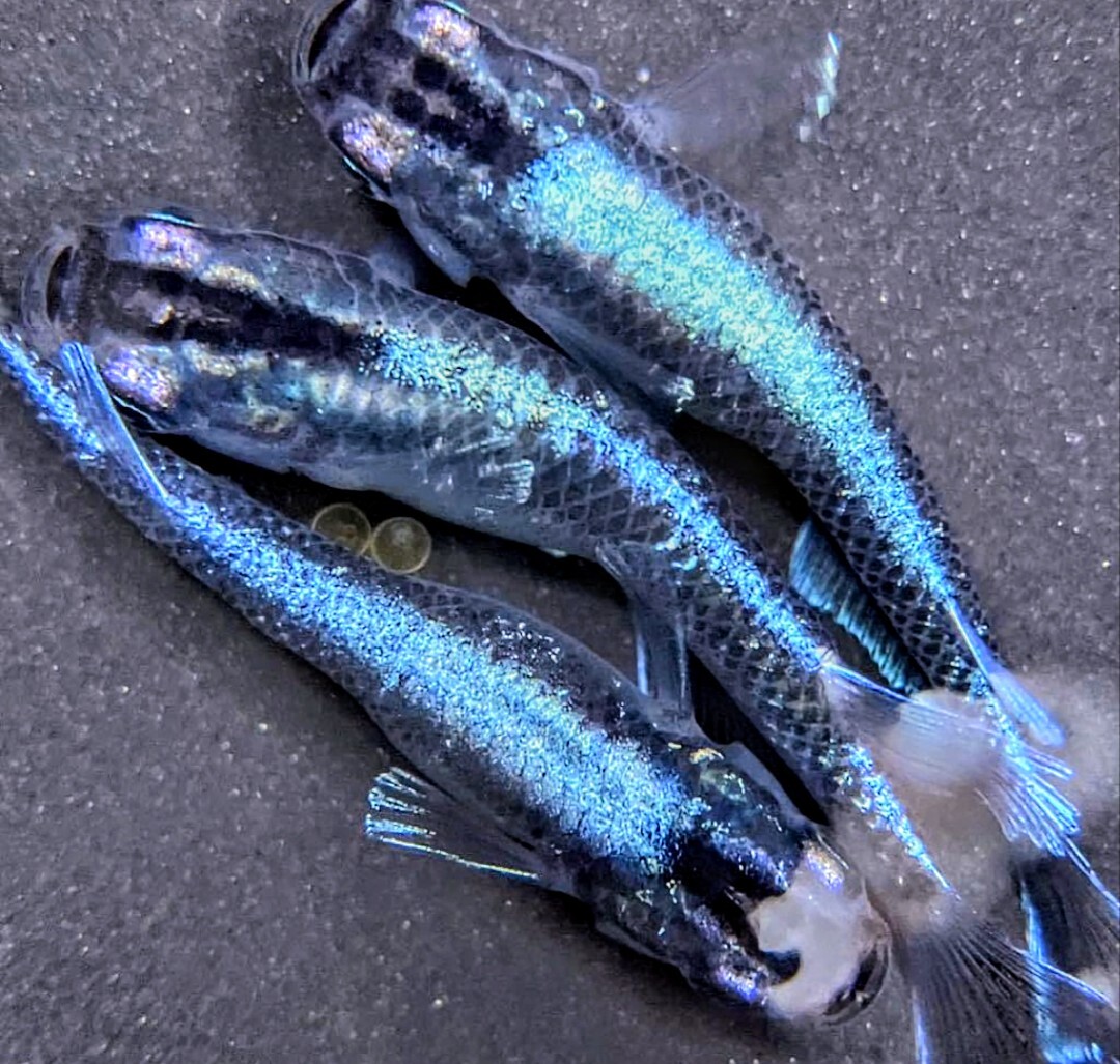 Yahoo!オークション - 青美 ラムネブルー RLF リアルロングフィン 有精...