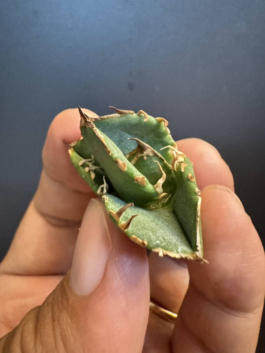 Yahoo!オークション - 【ever plants】Agave titanota COK-CG01 コック...