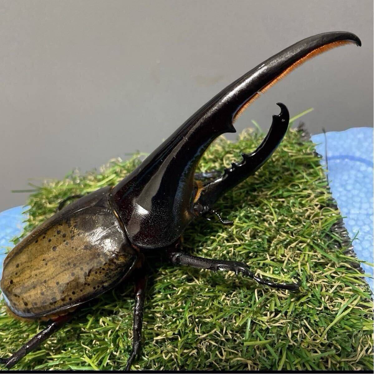 Yahoo!オークション - ①FF136 HirokA 新成虫DHヘラクレス ♀ 66mm ヘ...