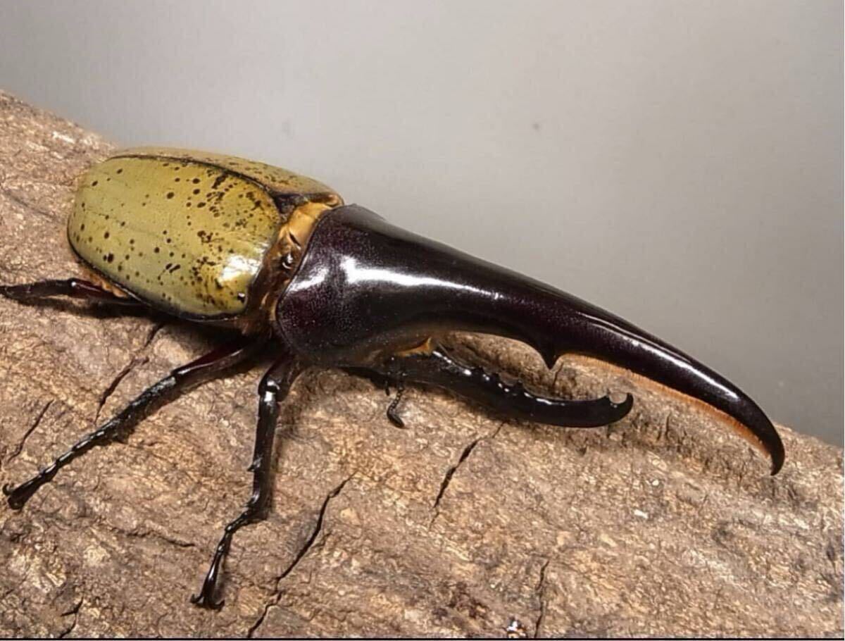 Yahoo!オークション - ⑤FF136 HirokA 新成虫DHヘラクレス ♀ 66mm ヘ...