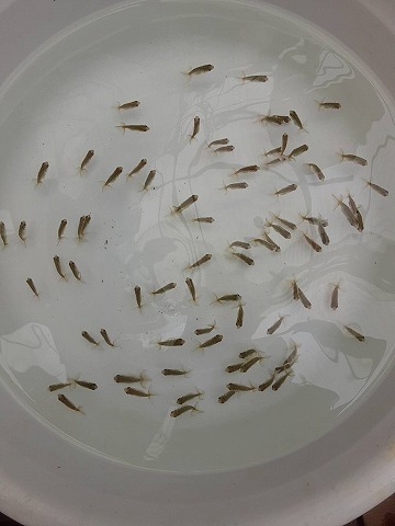 Yahoo!オークション - 0614_03 匠 らんちゅう 当歳魚 50匹 ランダム 選...