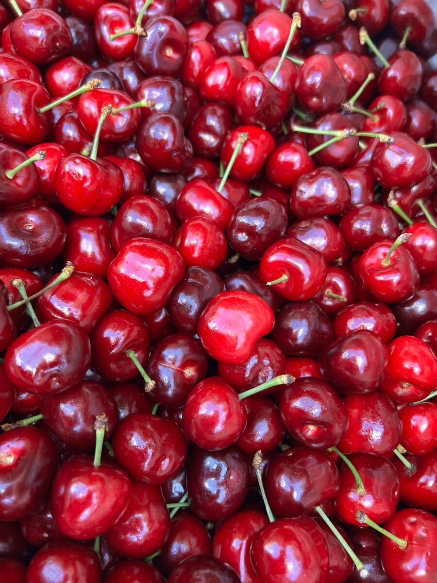 Yahoo!オークション - 9.5r超大粒アメリカンチェー500g 父の日 中元 家...