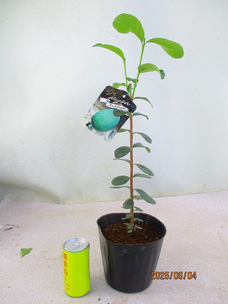 Yahoo!オークション - [野風苗木流通] フェイジョア (6295)全高 50㎝