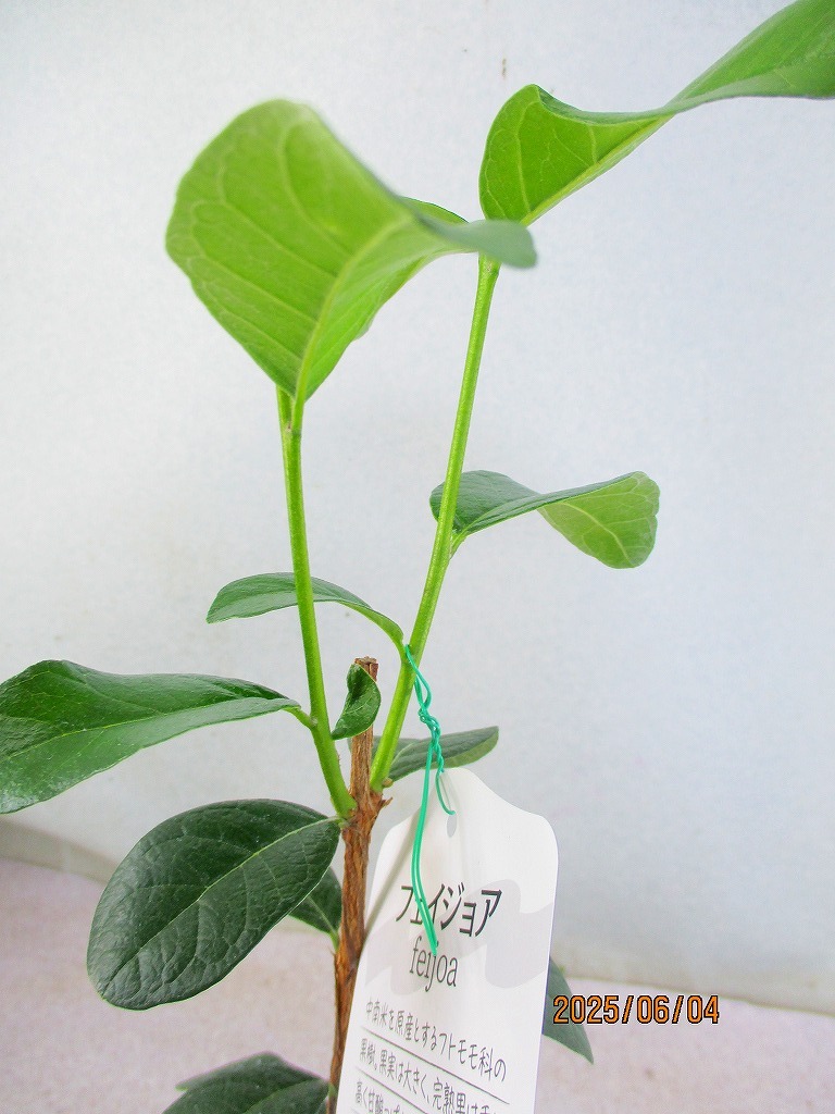 Yahoo!オークション - [野風苗木流通] フェイジョア (6295)全高 50㎝