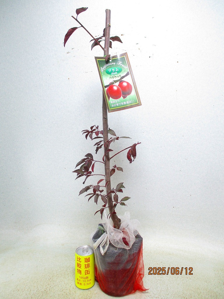 Yahoo!オークション - [野風苗木流通] プラムの苗木 ハリウッド (61041...