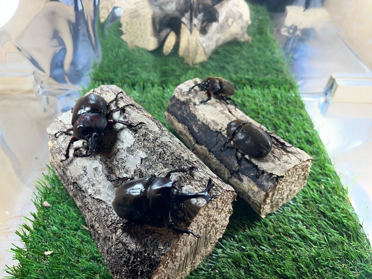 Yahoo!オークション - 国産カブト2ペア③