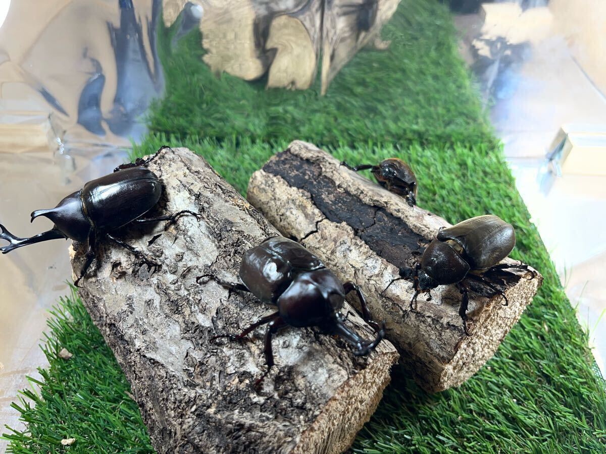 Yahoo!オークション - 国産カブト2ペア④