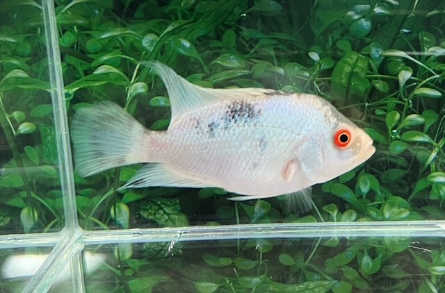 Yahoo!オークション - 期間限定ポイント10倍 (A155)フラワーホーン タ...