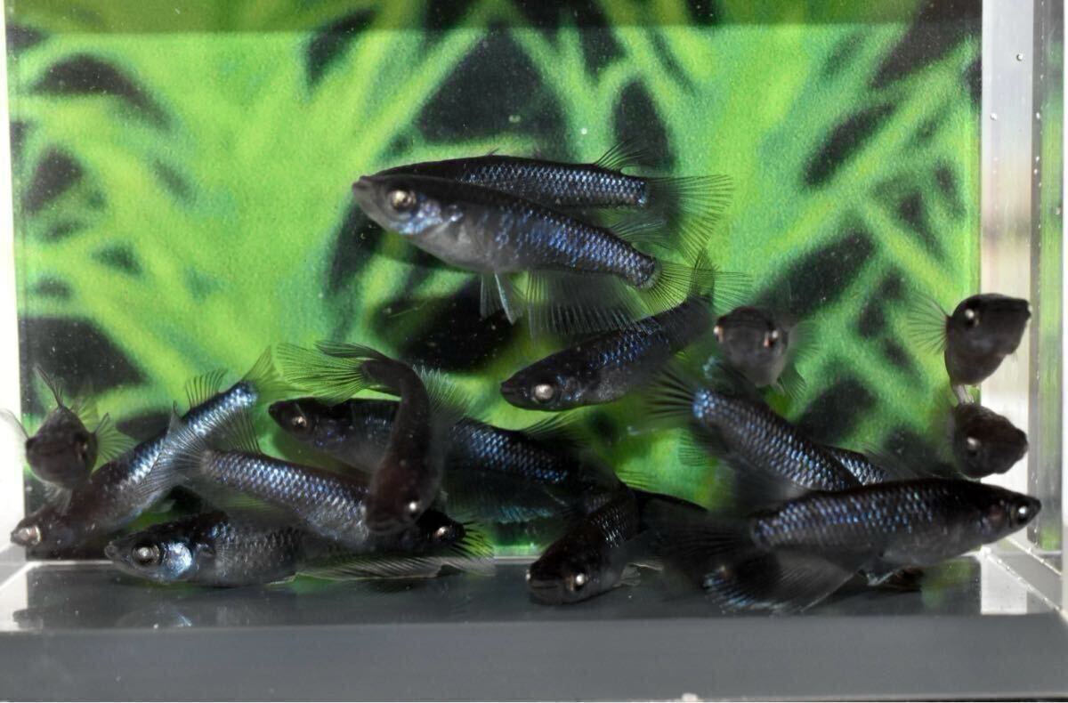 Yahoo!オークション - 【あがらメダカ】プレアデス・アースアイ RLF 15...