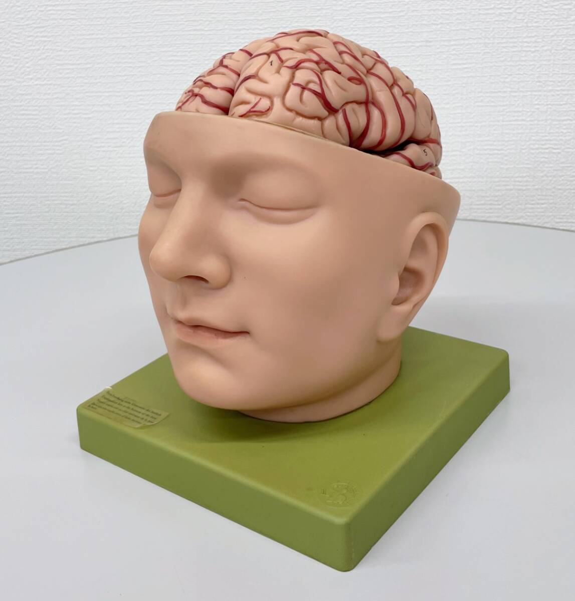 Yahoo!オークション - 即決 SOMSO ソムソ社 ドイツ製 頭部基底模型