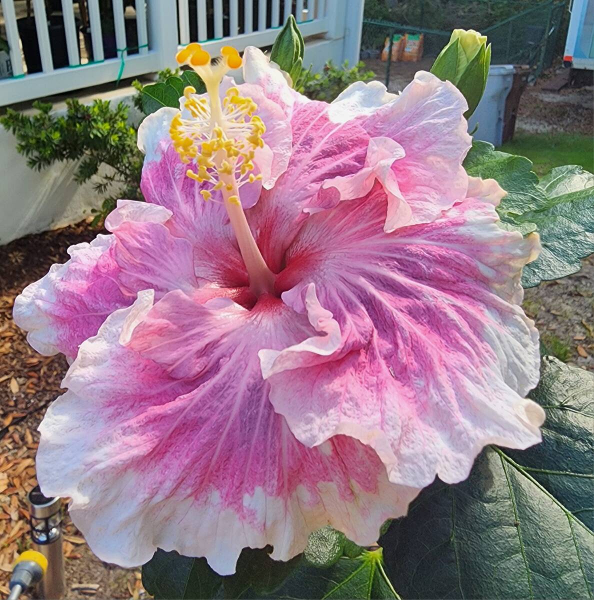 Yahoo!オークション - ハワイアンハイビスカス「 cestbon 」7-26