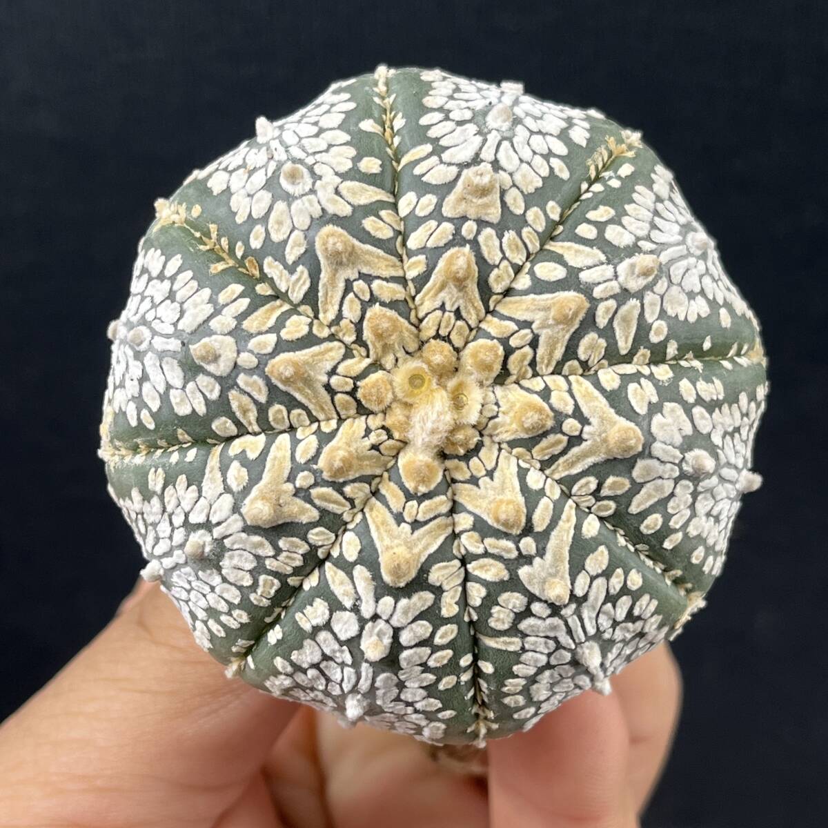 Yahoo!オークション - Z35サボテン 多肉植物 アストロフィツム スーパ...