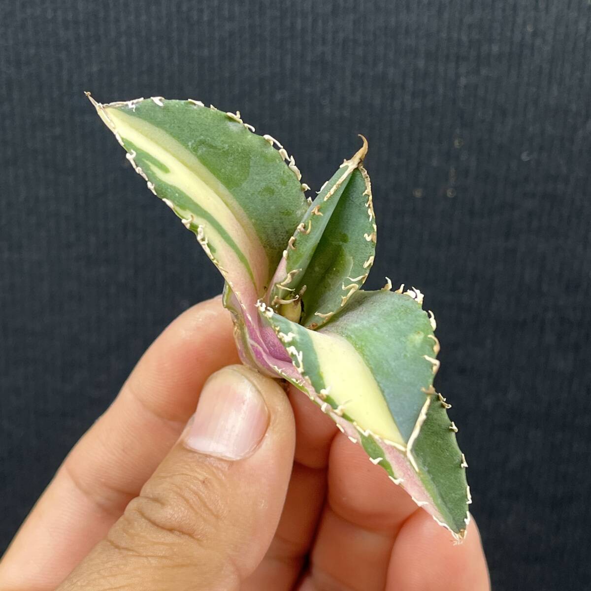 Yahoo!オークション - Z41多肉植物 アガベ チタノタ 白鯨錦 縞斑錦 陰...