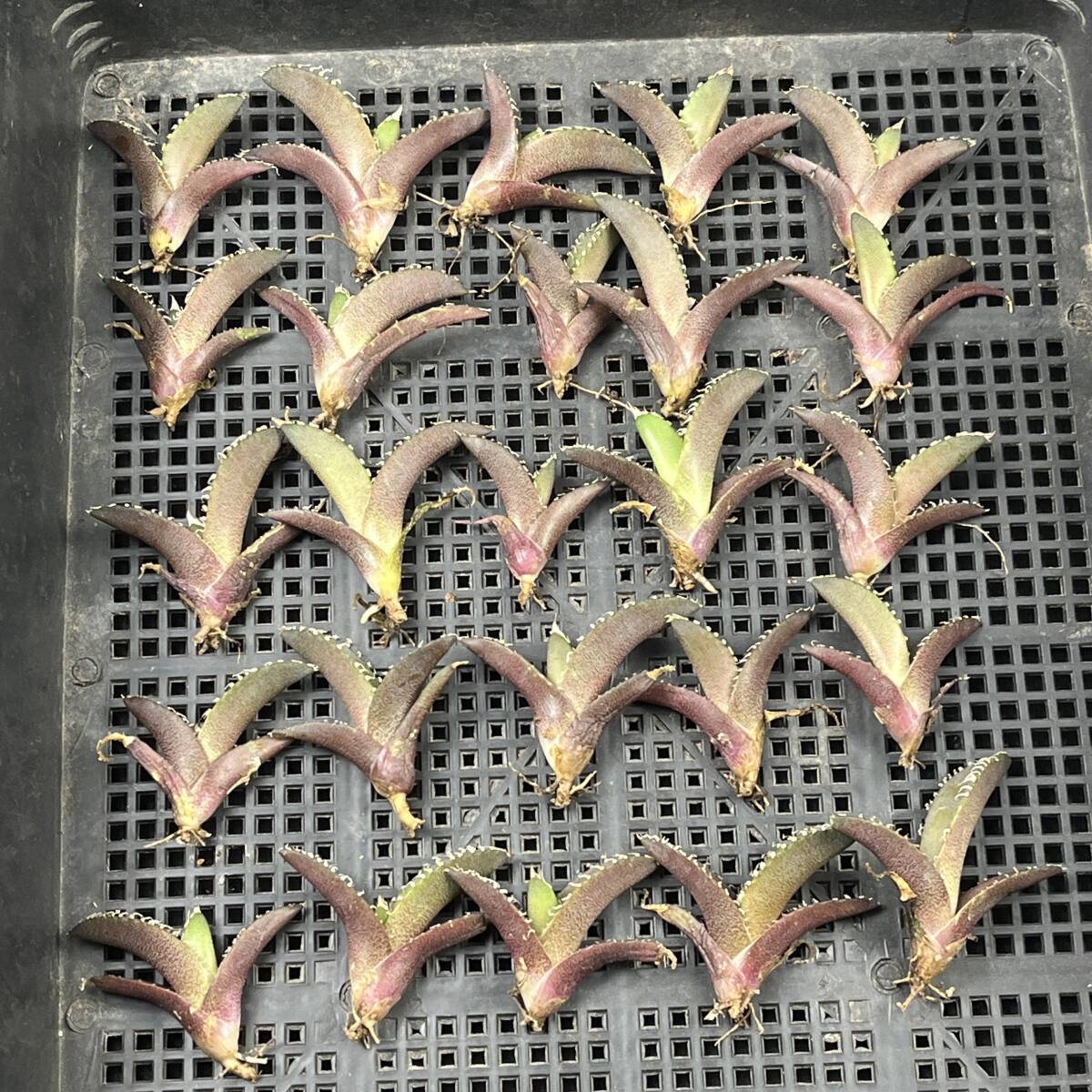 Yahoo!オークション - X66激レア高級品種 アガベ チタノタ 金剛 子株 a...