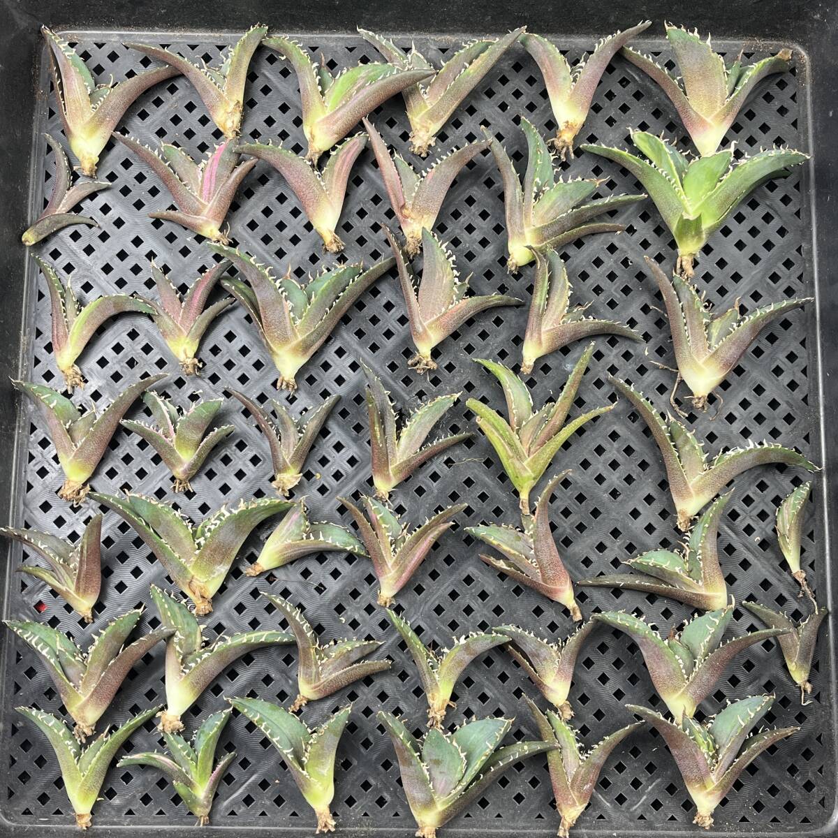 Yahoo!オークション - X27多肉植物アガベ チタノタ 白鯨錦 錦斑 極上中...