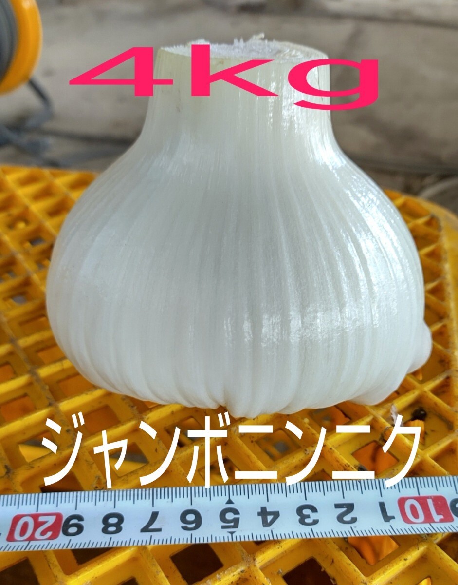Yahoo!オークション - ジャンボニンニク L~3Lサイズ 4kg 無化成肥料栽...