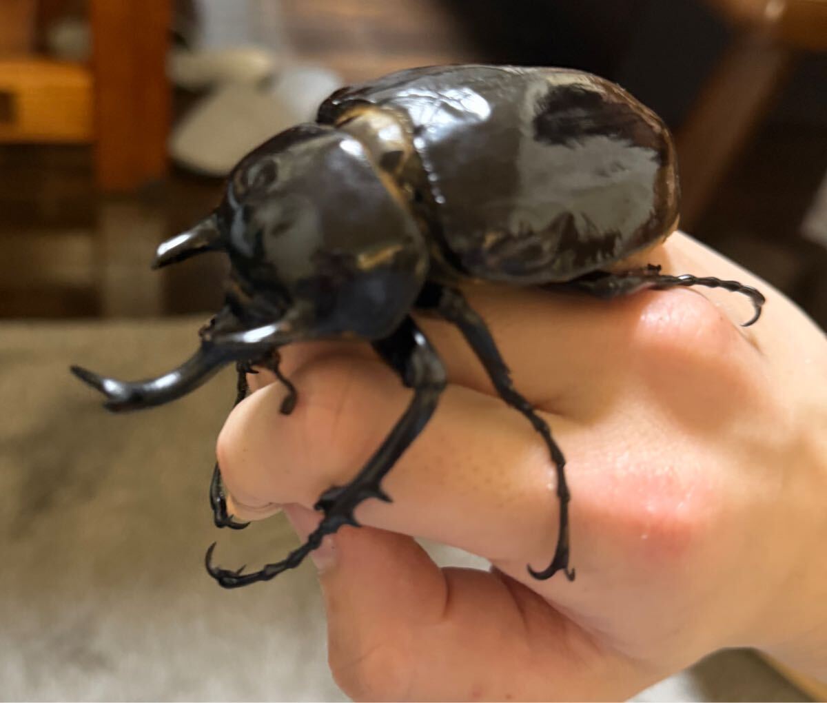 Yahoo!オークション - ヤヌスゾウカブト ヤヌス CBF1 3齢初期幼虫ペア ...