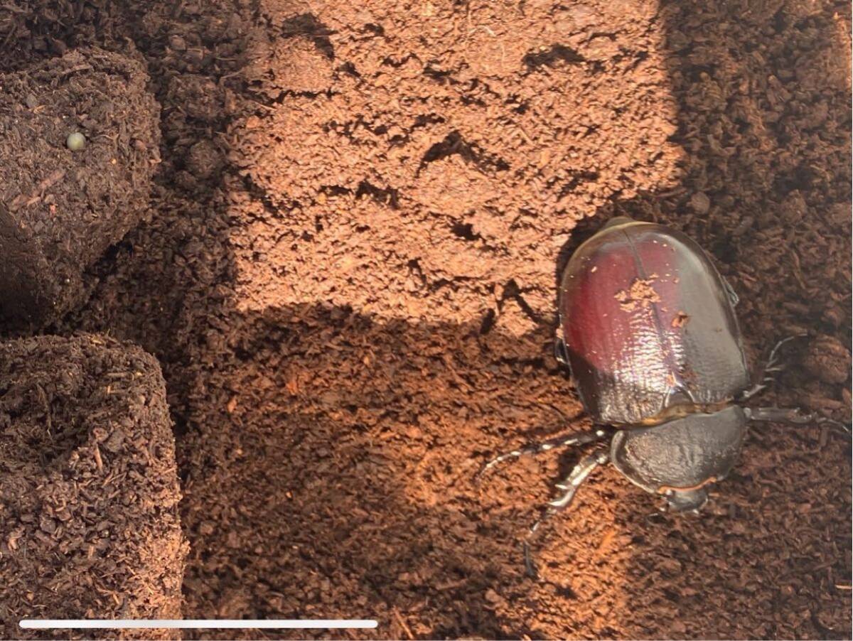 Yahoo!オークション - ヤヌスゾウカブト ヤヌス CBF1 3齢初期幼虫ペア ...