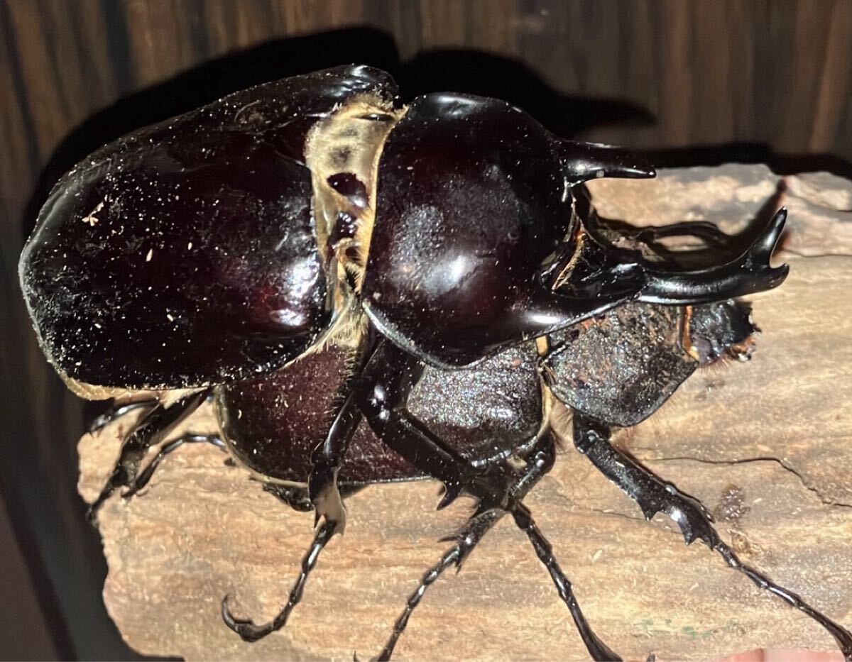 Yahoo!オークション - ヤヌスゾウカブト ヤヌス CBF1 3齢初期幼虫ペア ...