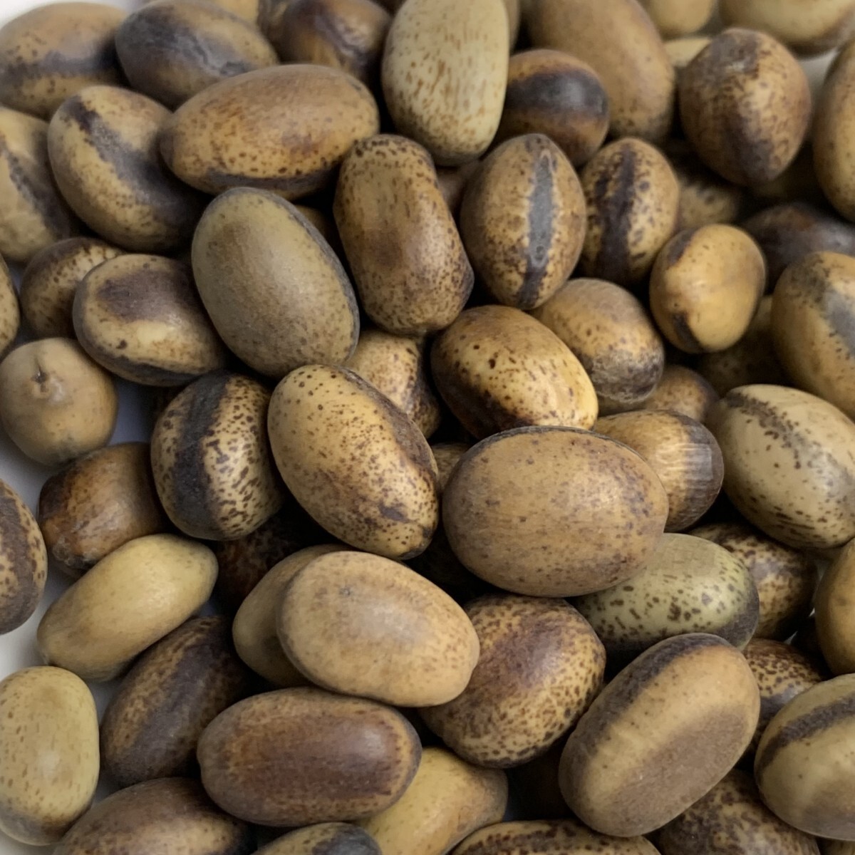 Yahoo!オークション - a817種子100粒デロニクス プミラ Delonix pumila...