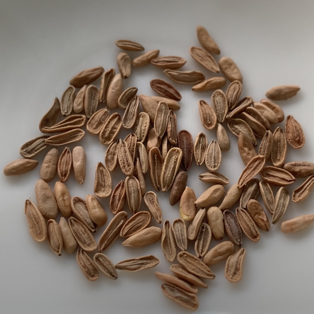 Yahoo!オークション - a876【 種子100粒】種子パキポディウム エブレネ...