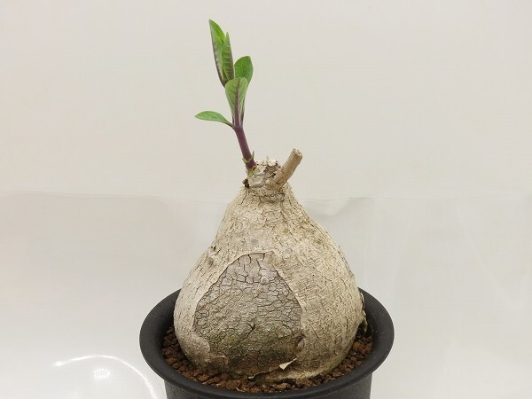 Yahoo!オークション - [Y093]madiensis East Africa green purple fl....