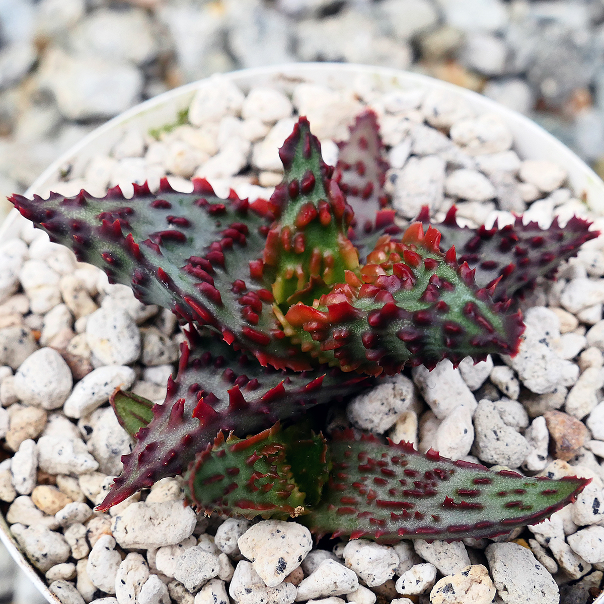 Yahoo!オークション - アロエ TCT ハイブリッド グロリアス ドラゴン ...