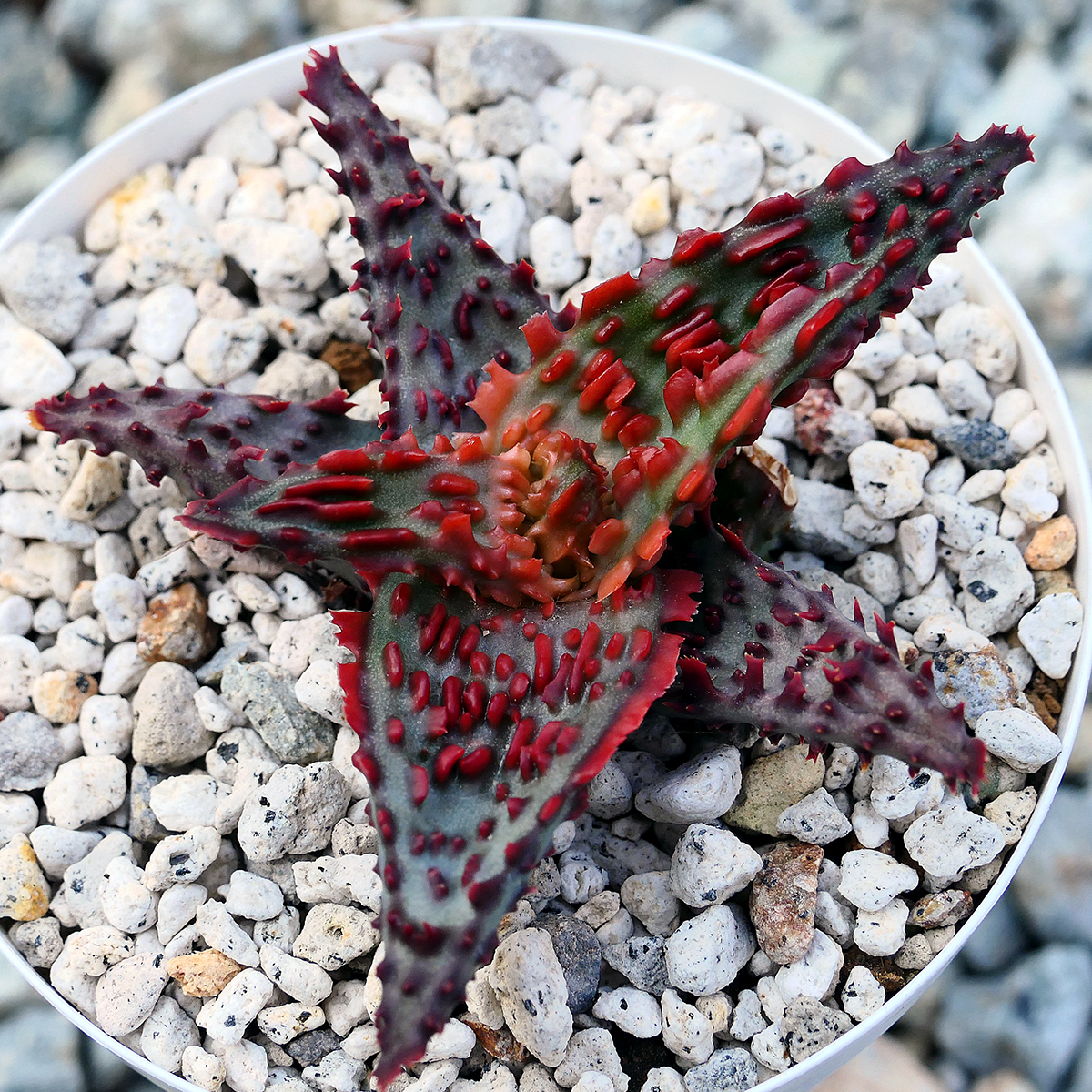 Yahoo!オークション - アロエ TCT ハイブリッド グロリアス ドラゴン ...