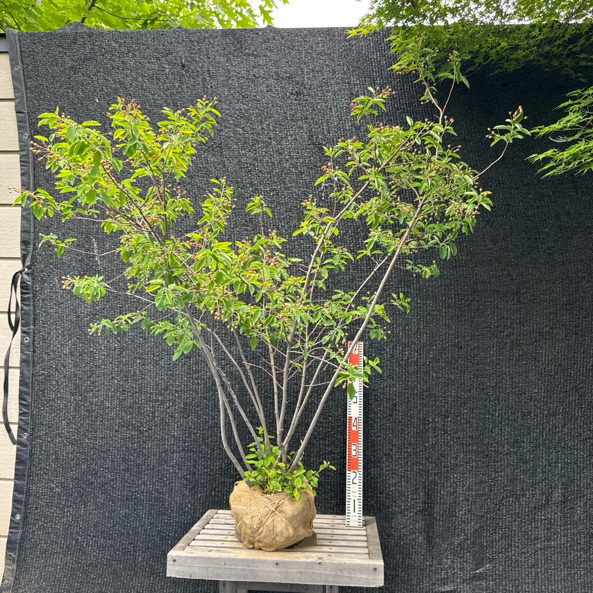 Yahoo!オークション - ジューンベリー 大株 【品番3377】