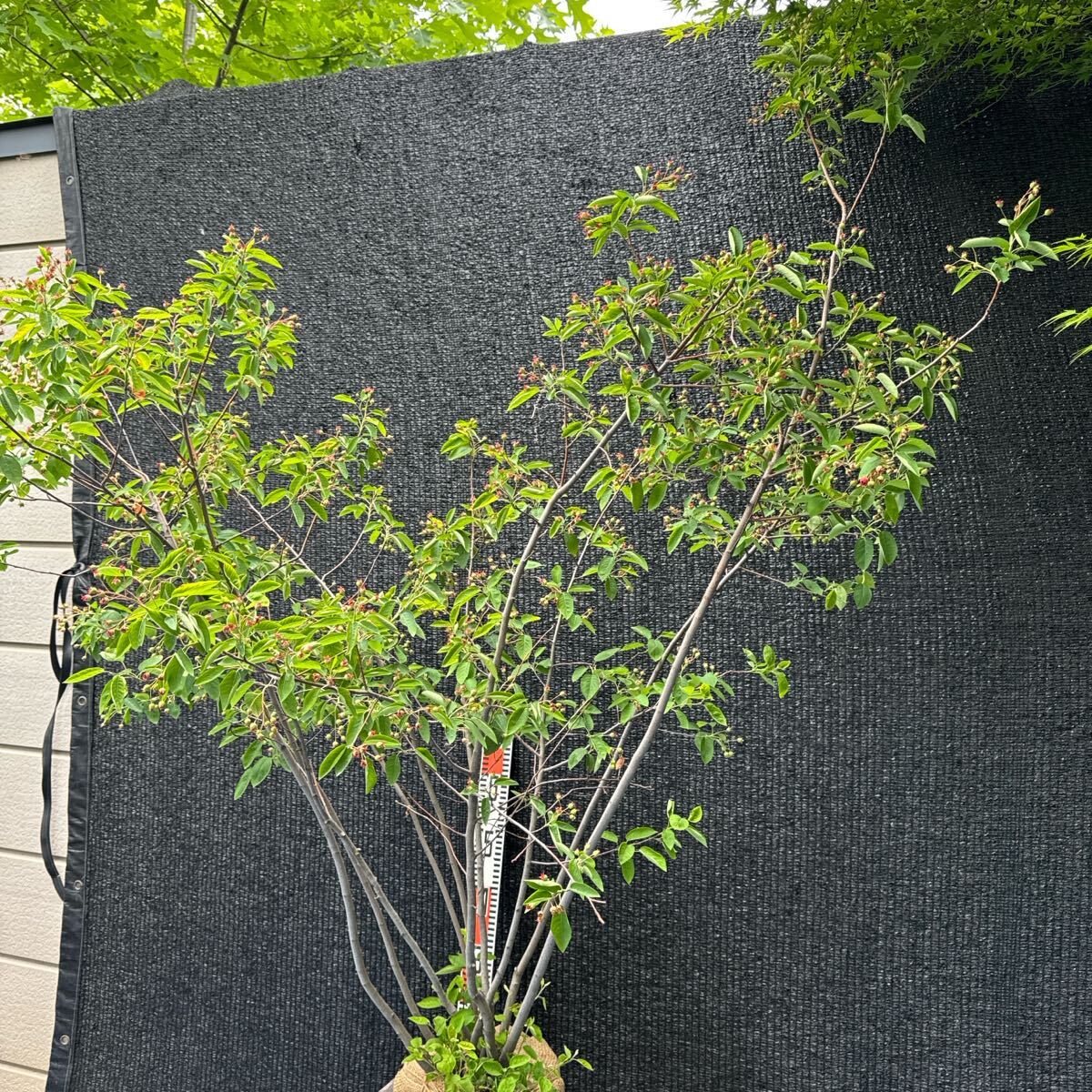 Yahoo!オークション - ジューンベリー 大株 【品番3377】