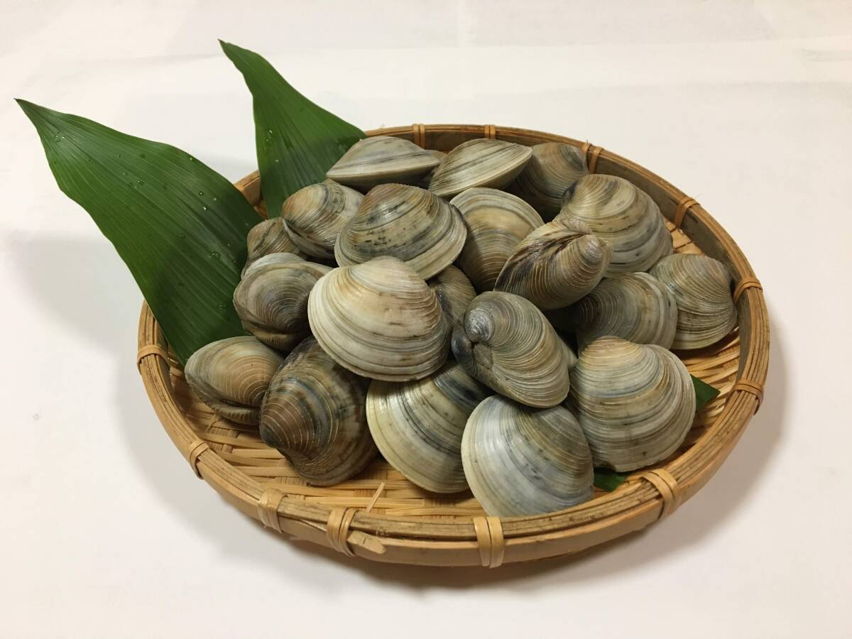 Yahoo!オークション - ホンビノス貝 2kg入り 千葉県産ホンビノス貝