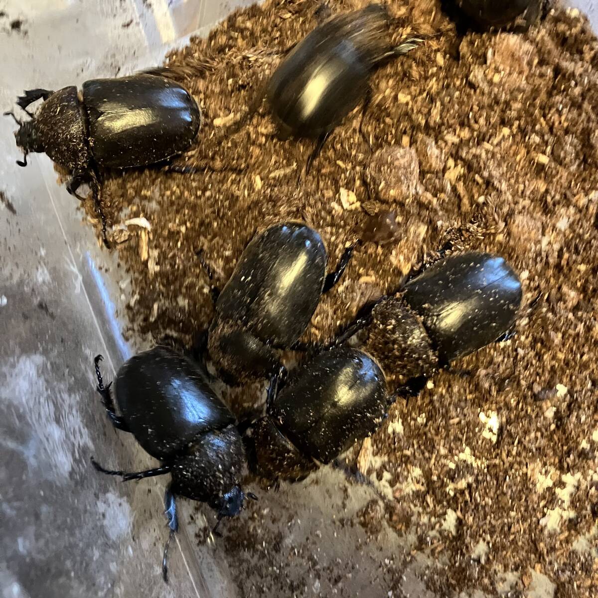 Yahoo!オークション - ポリトゥスツヤカブト WF2 オス1メス2 計3頭 繁...