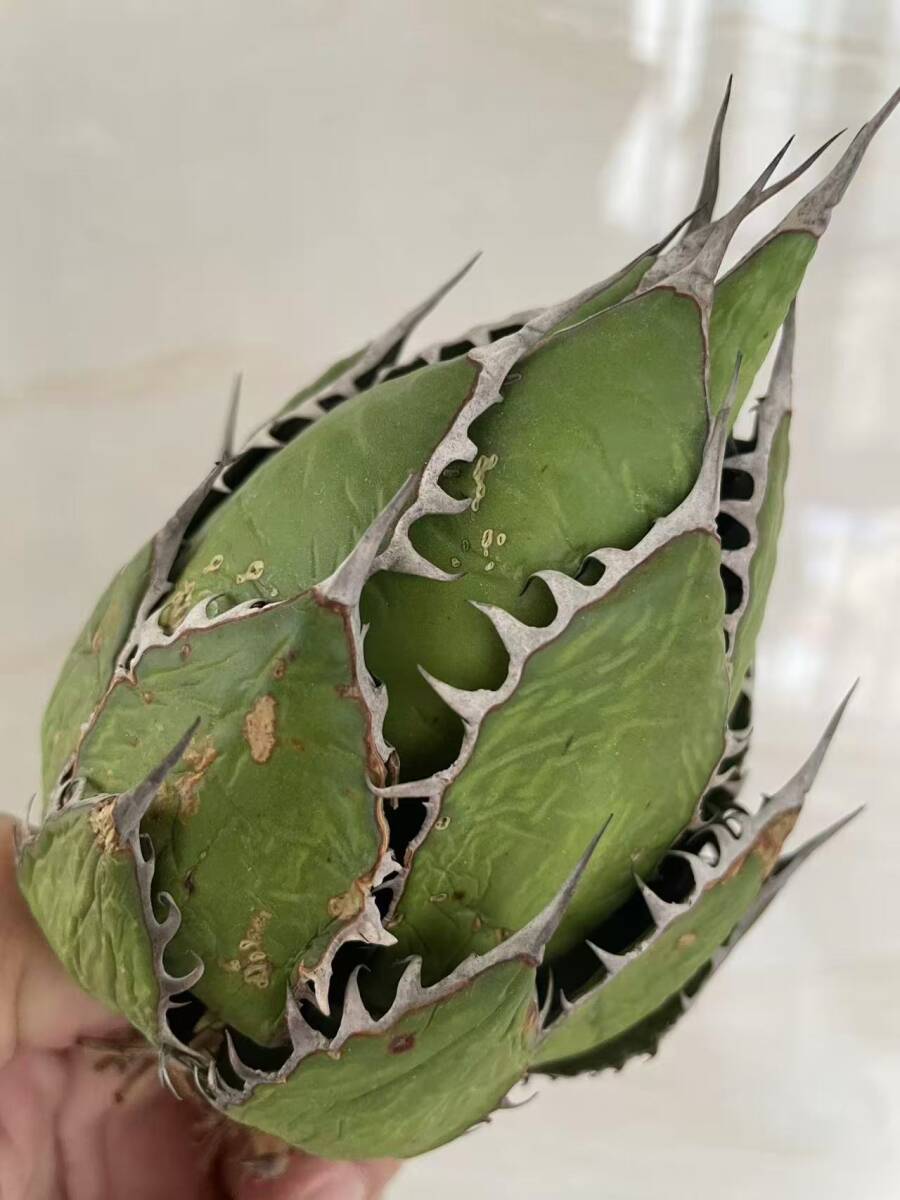 Yahoo!オークション - 【A606-6】アガベ " ホリダ" 超強棘 長期...