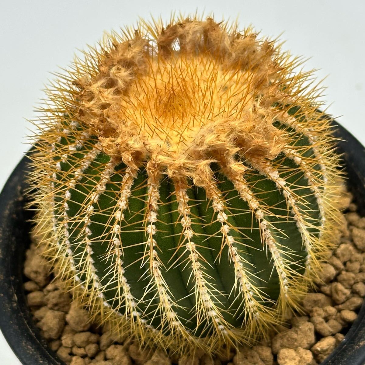 Yahoo!オークション - ユーベルマニア エリオカクトイデス サボテン・...