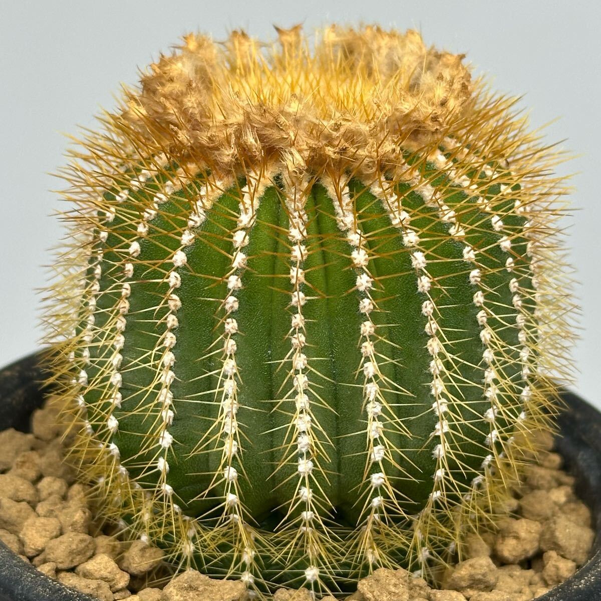 Yahoo!オークション - ユーベルマニア エリオカクトイデス サボテン・...