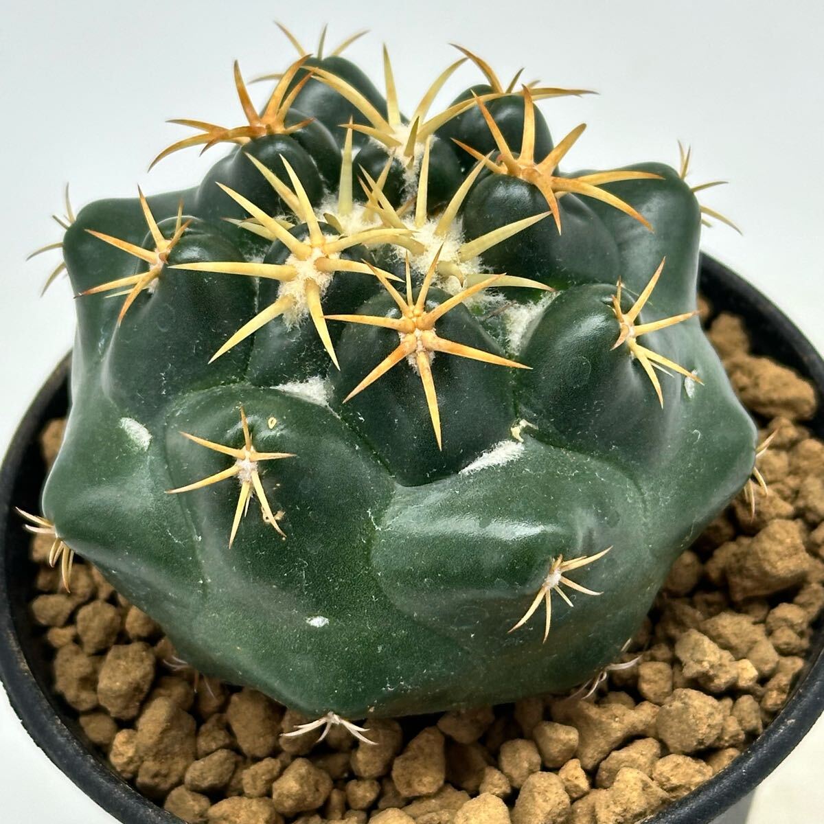 Yahoo!オークション - コリファンタ 象牙丸 サボテン・多肉植物 CACTI...