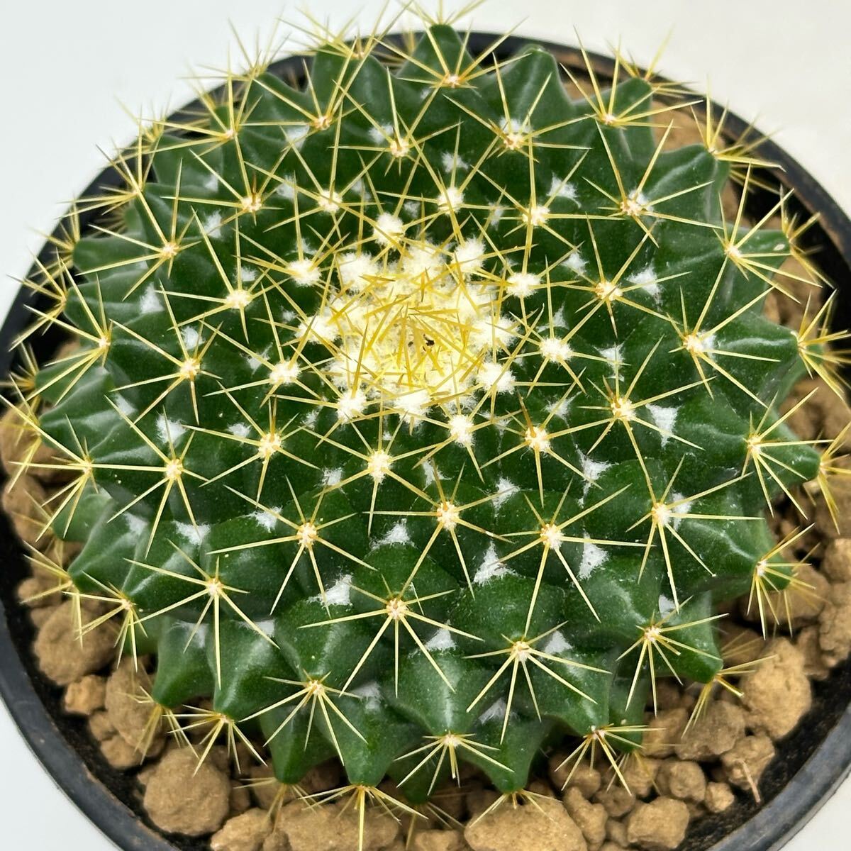 Yahoo!オークション - マミラリア 金洋丸 サボテン・多肉植物 CACTI7 ...