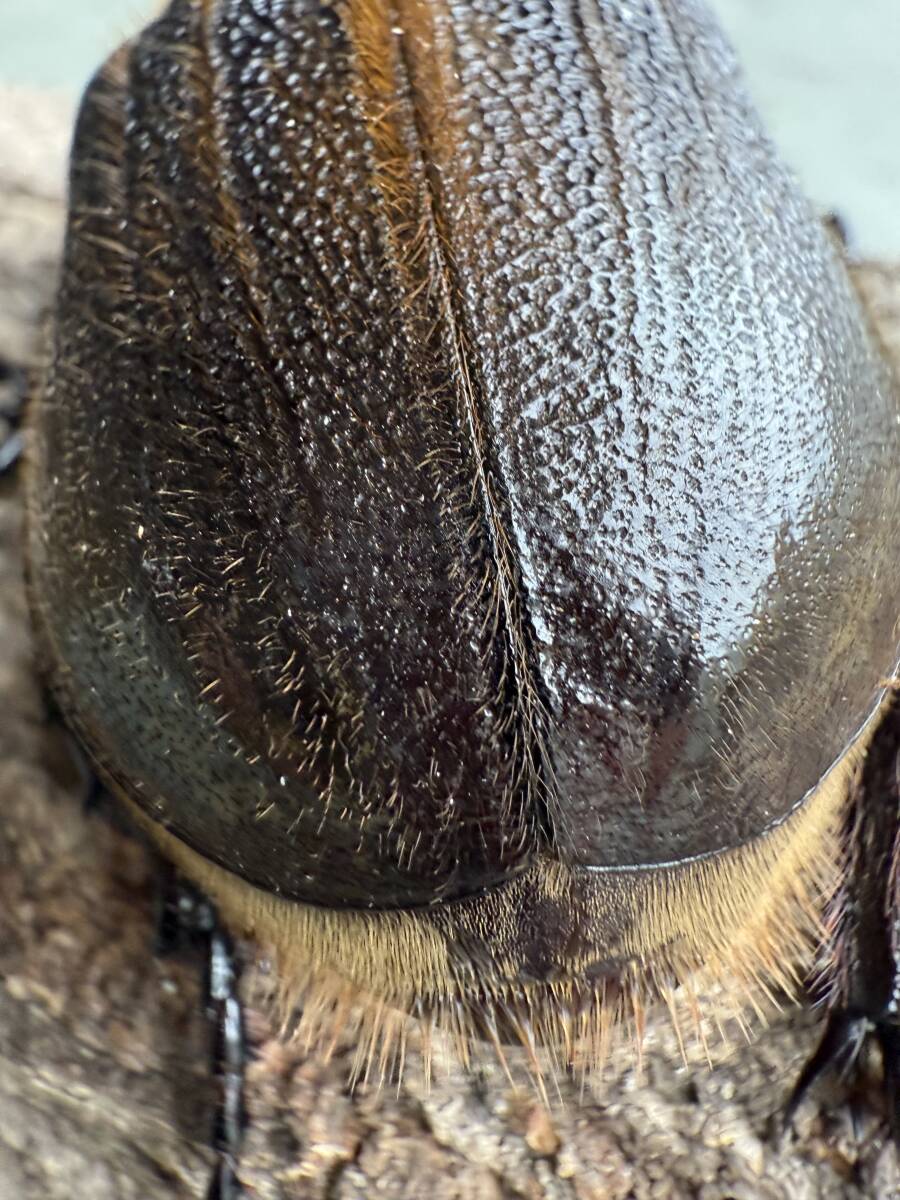 Yahoo!オークション - DHヘラクレス パチセラスメテオ F9 sss 台形 即...