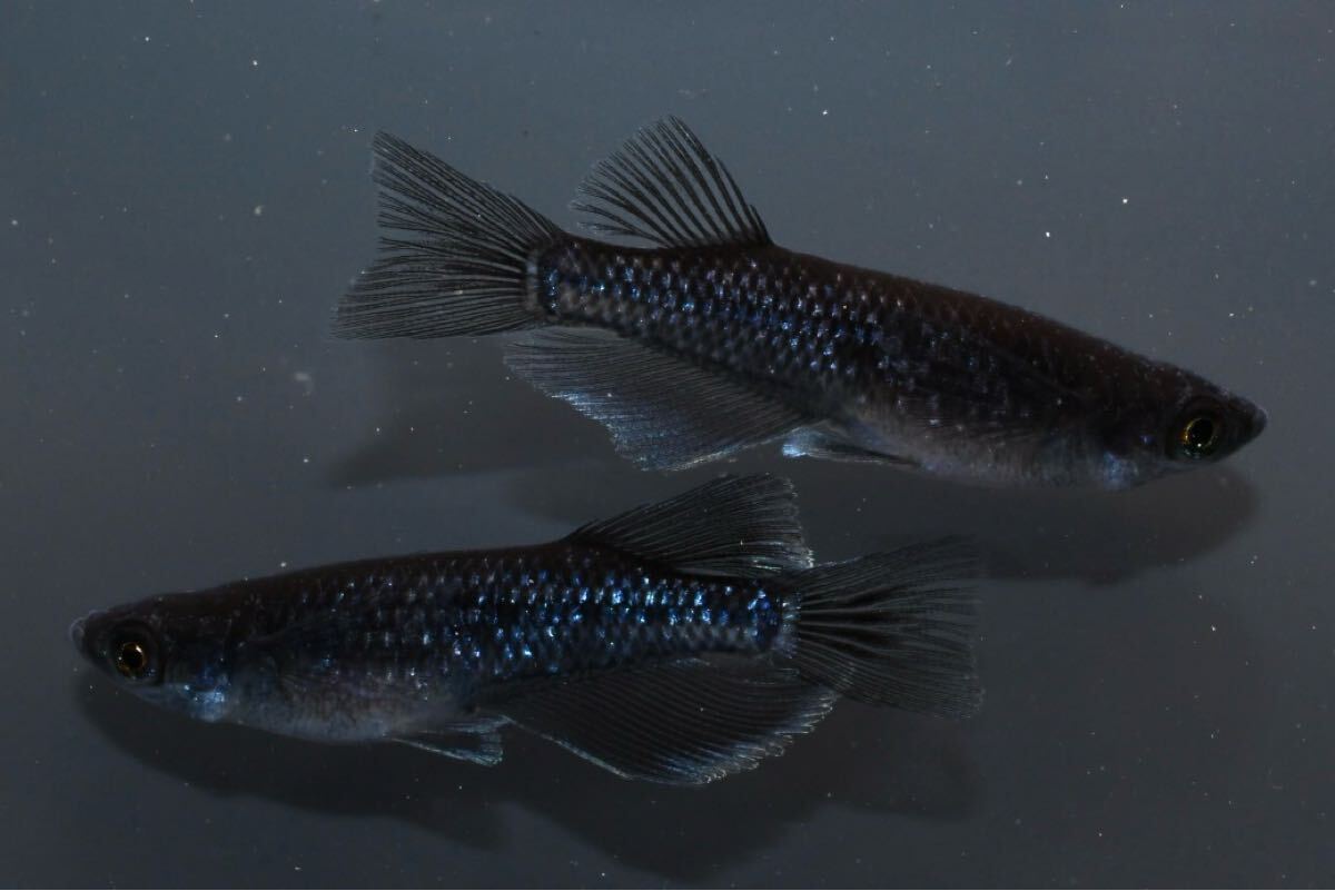 Yahoo!オークション - 【80】曜変天目×プレアデスアースアイ 若魚 RLF...